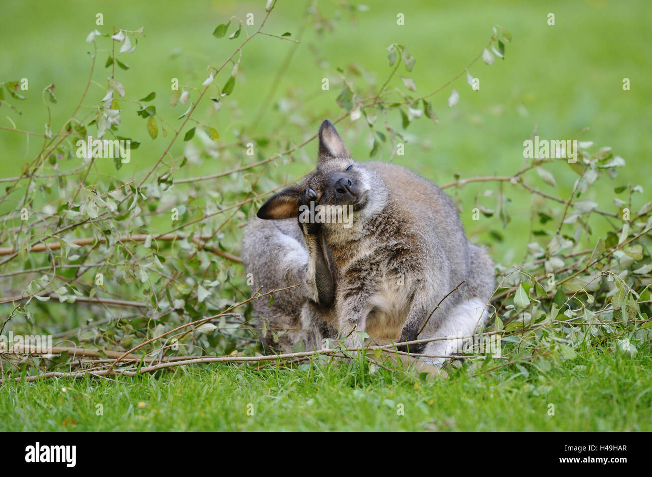 Red-necked wallaby, Macropus rufogriseus rufogriseus, looking at camera ...