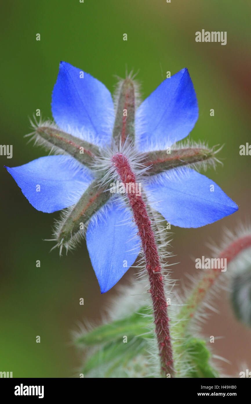 Borage blossom, close-up Stock Photo - Alamy