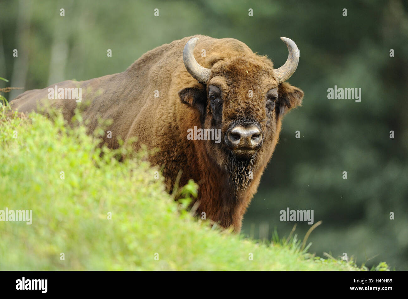 European bison, bison bonasus, meadow, standing, side view, looking at ...