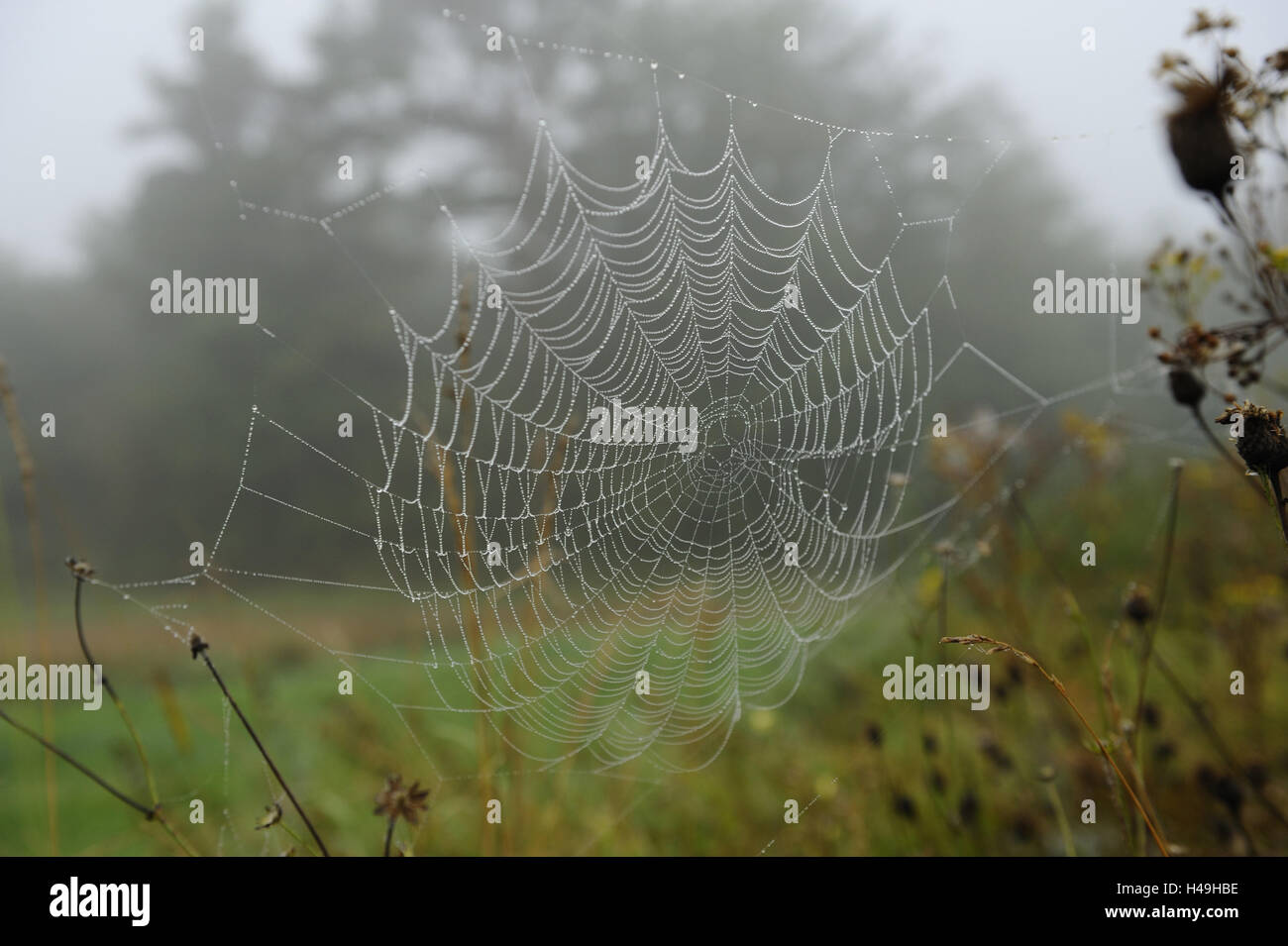 Web sample hi-res stock photography and images - Alamy