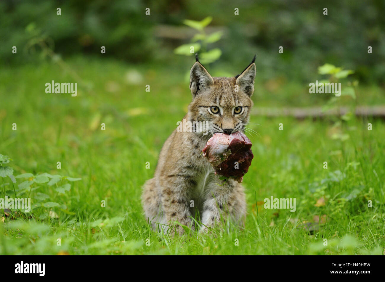 Eurasian lynx, Lynx lynx, young animal, sitting, front view, meat ...