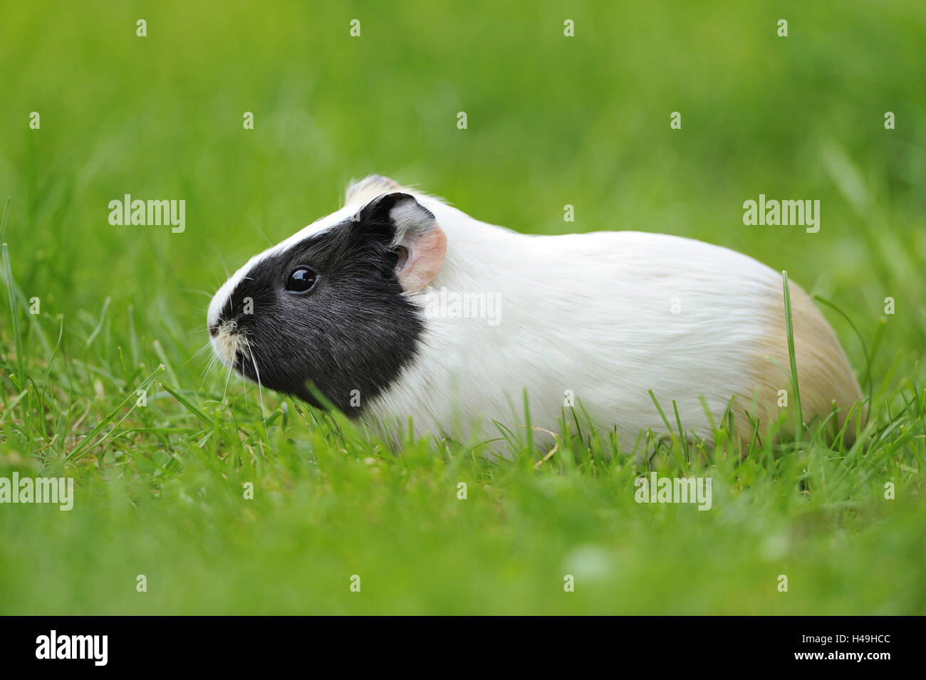 Domestic guinea pig, Cavia porcellus, meadow, side view Stock Photo - Alamy