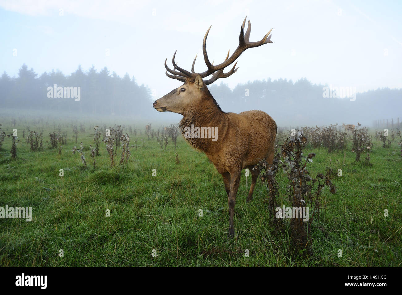 Red deer, Cervus elaphus, meadow, standing, side view, landscape Stock ...