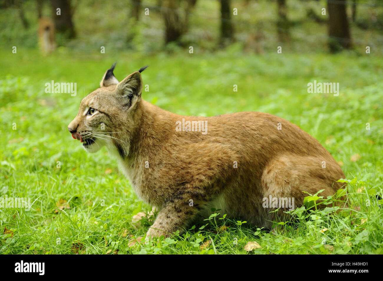 Eurasian lynx, Lynx lynx, meadow, lying, side view Stock Photo - Alamy