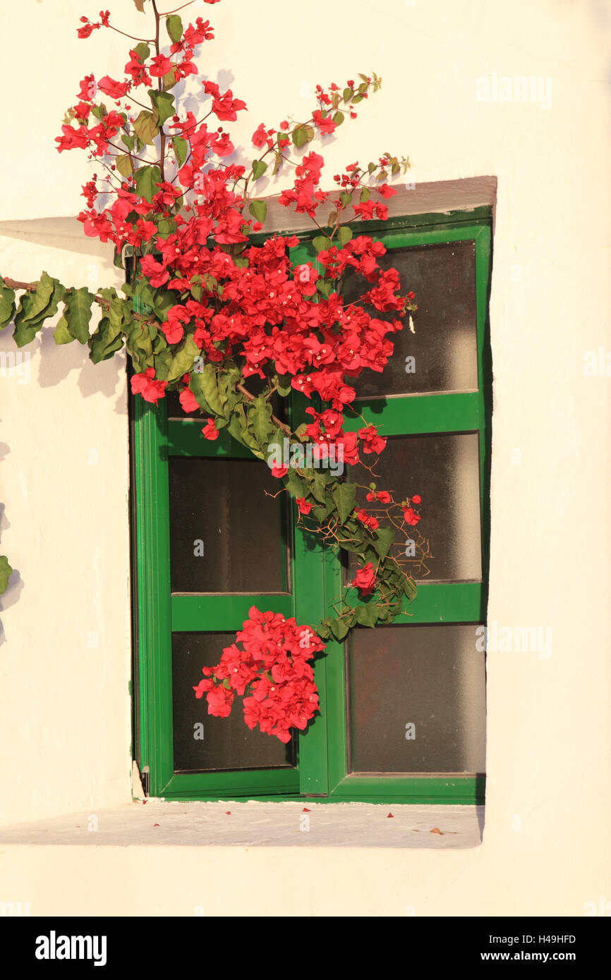 Windows, flowers, blossom, bougainvillaea, plant, window, Spain ...