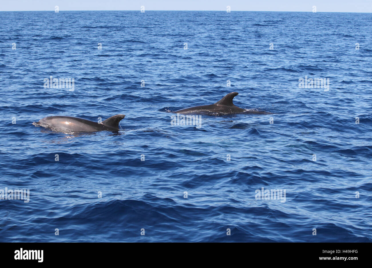 Flask nose dolphins, the Atlantic, side view, landscape format, dolphin ...