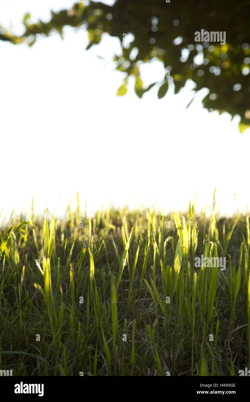 Grasses, nature, sunny, backlight, meadow, field, hill, close-up ...