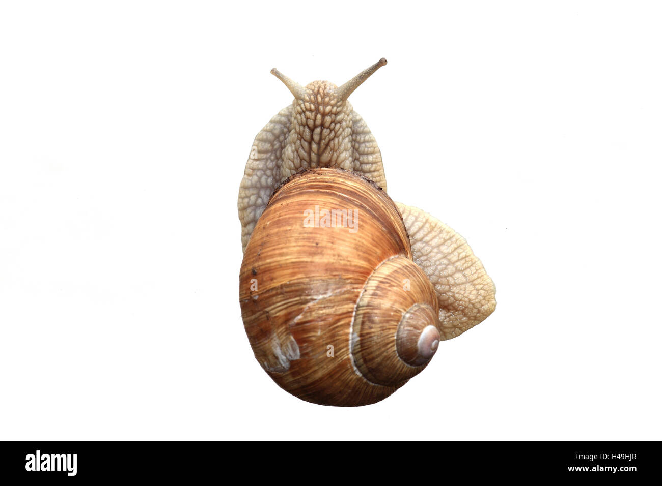 Escargot, Edible snail, from above Stock Photo - Alamy