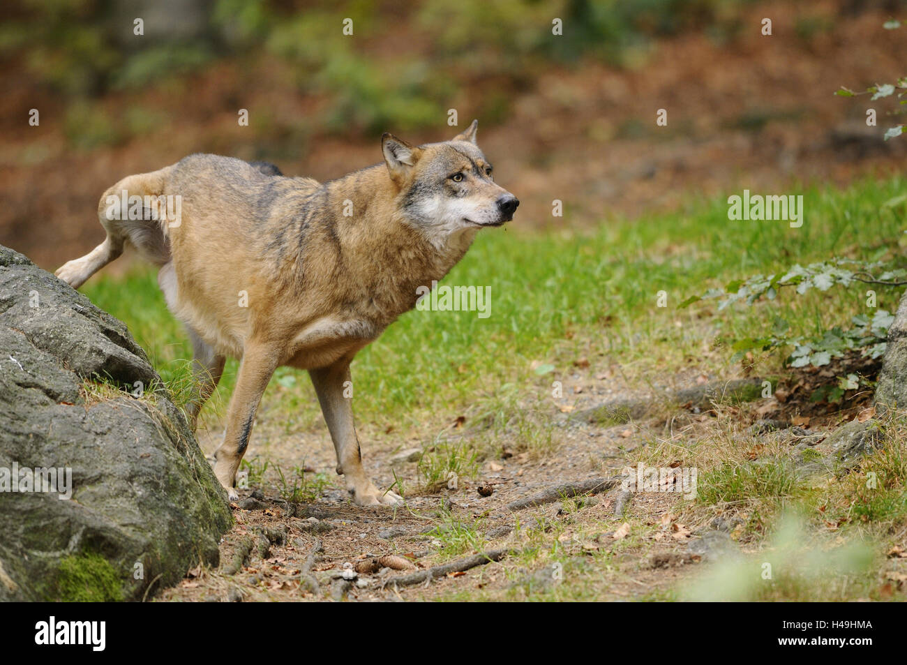 Eurasian wolf, Canis lupus lupus Stock Photo - Alamy