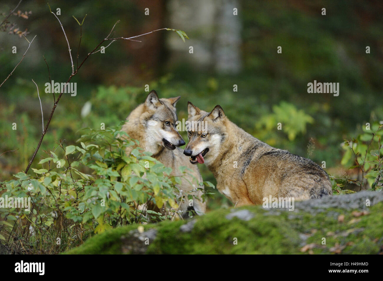 Eurasian wolves, Canis lupus lupus Stock Photo - Alamy