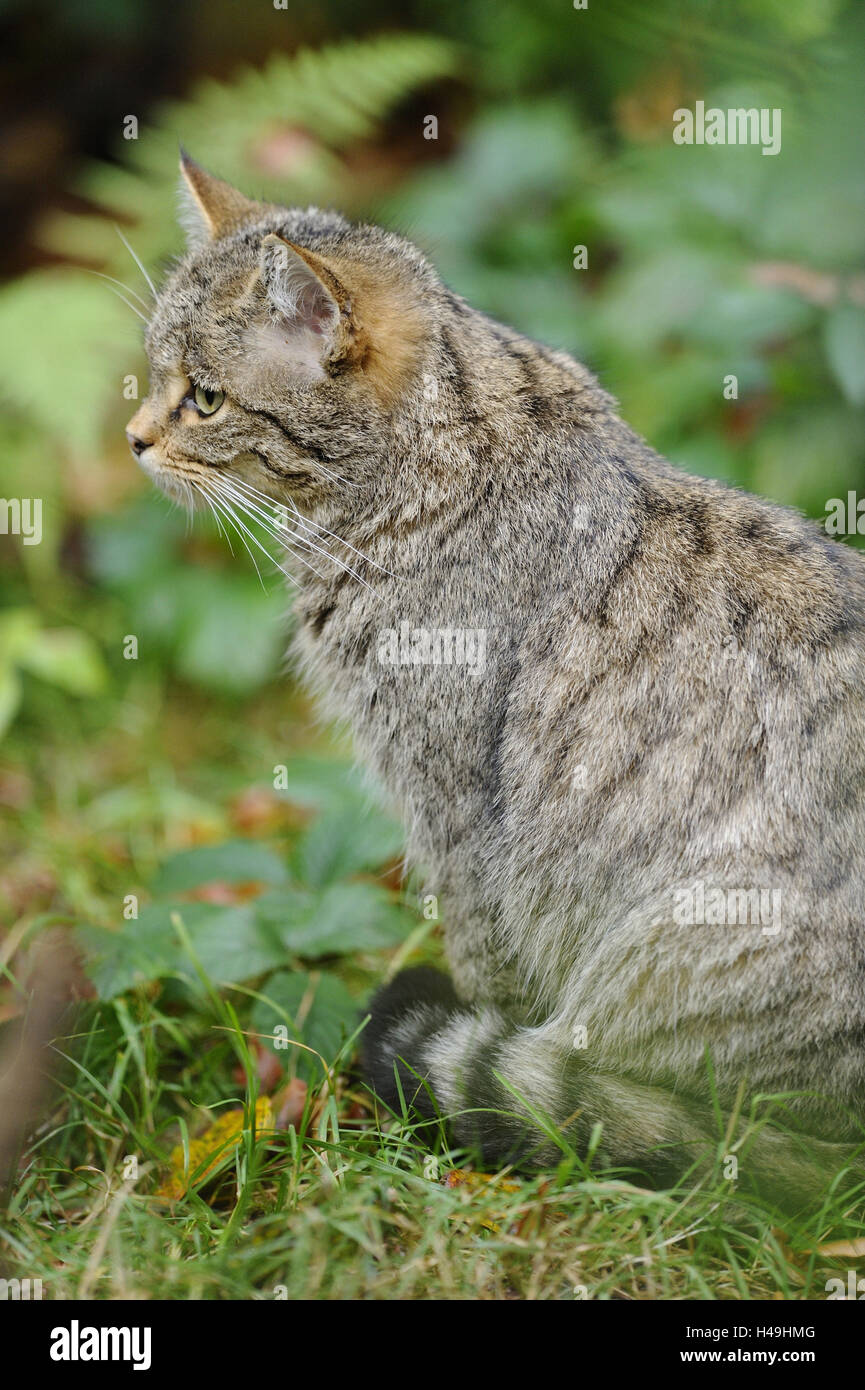 European wildcat, Felis silvestris silvestris, side view, sitting Stock ...