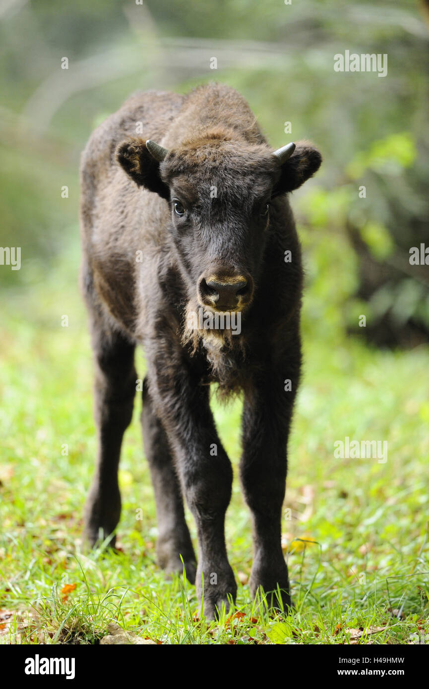 European bison, bison bonasus, calf, looking at camera Stock Photo - Alamy