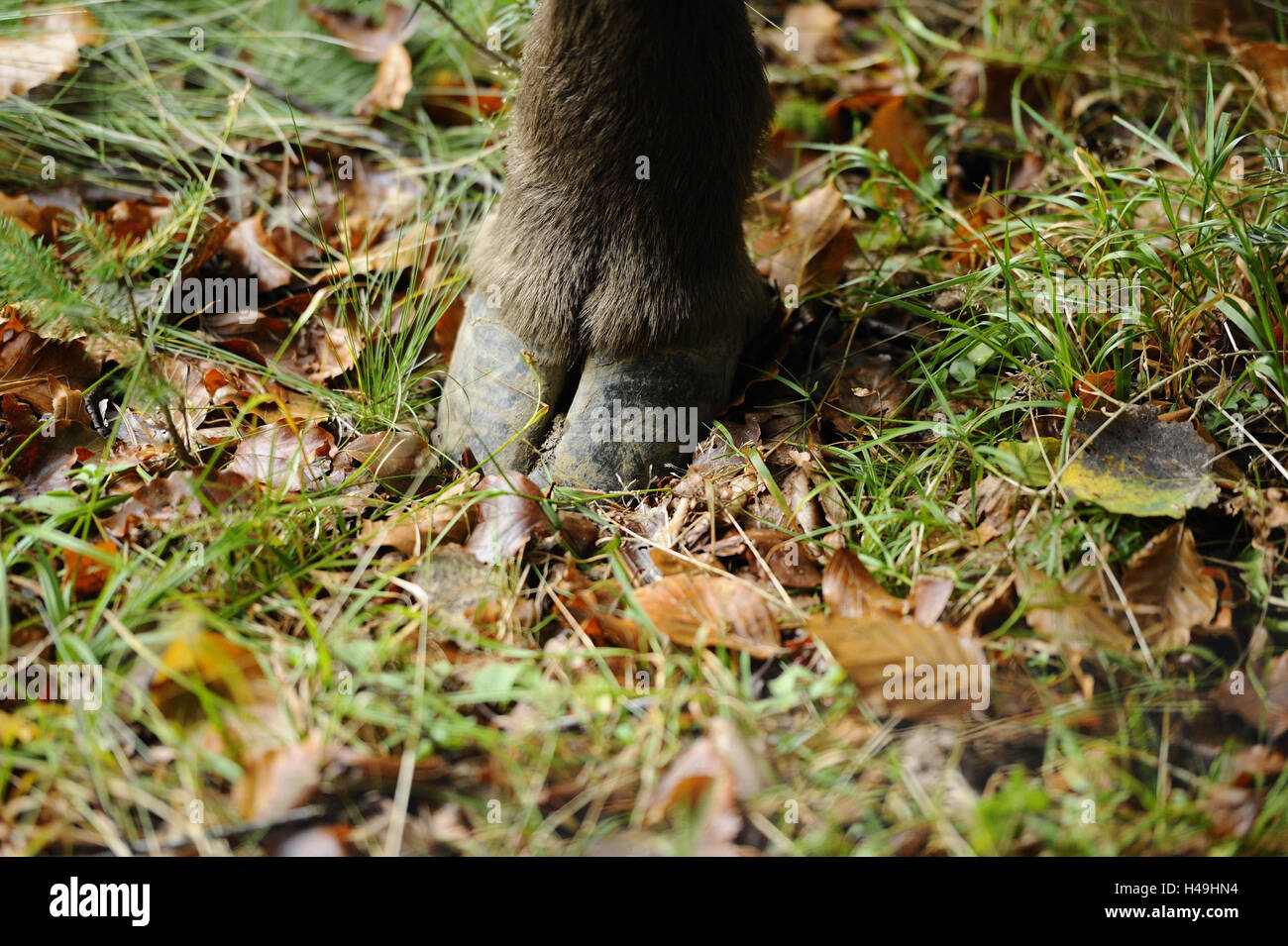 Bison Foot High Resolution Stock Photography and Images - Alamy