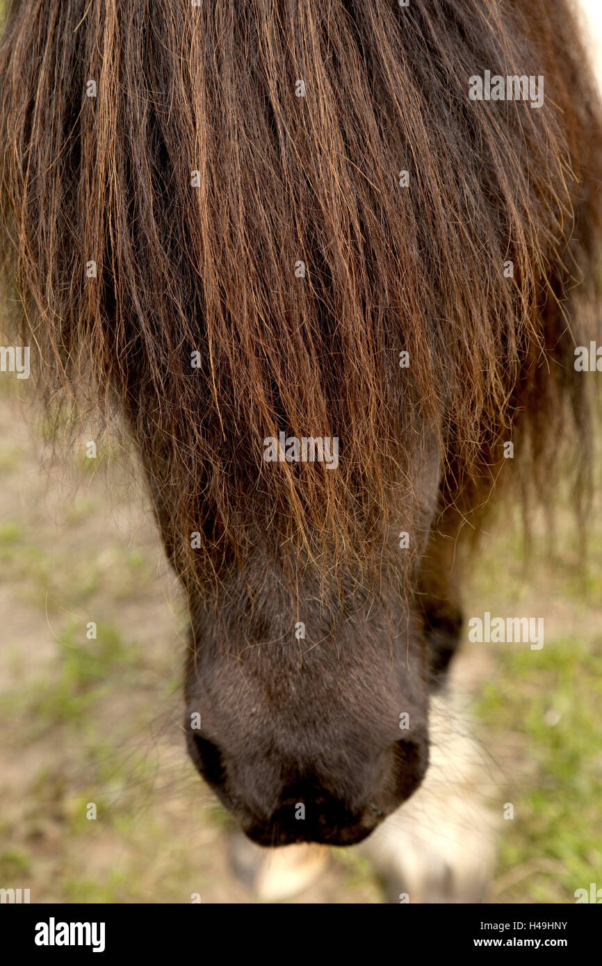 Horse's head, mane, detail, horse, portrait, cropped, brown, side view ...