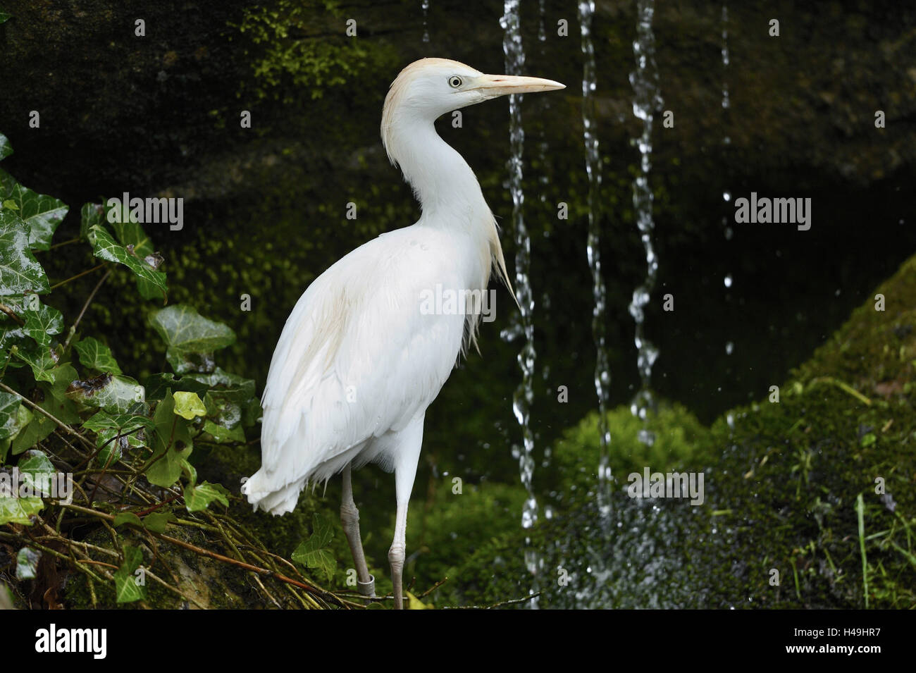 Birds standing side view hi-res stock photography and images - Alamy