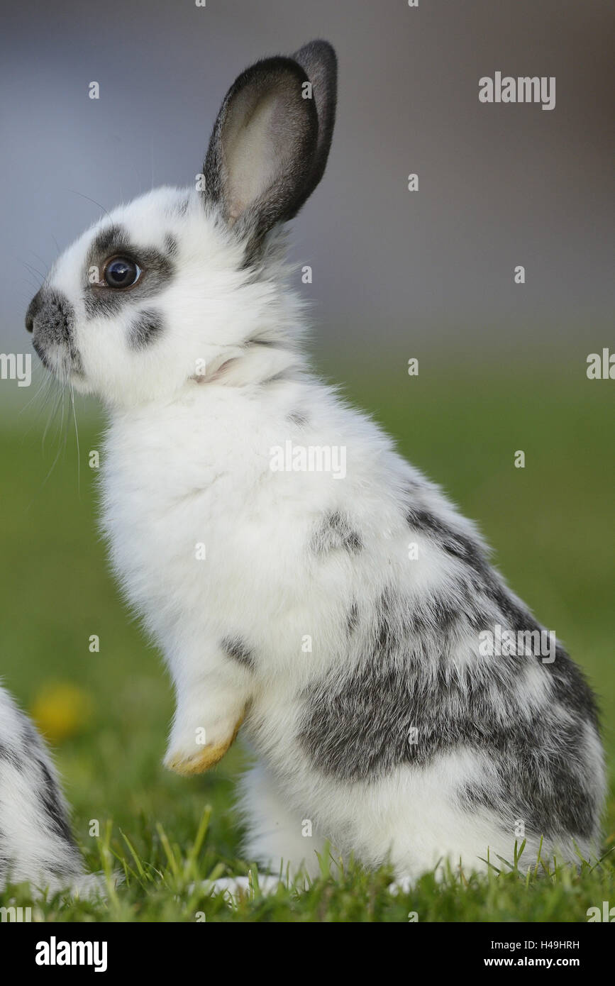 Domestic rabbit, Oryctolagus cuniculus forma domestica, young animal ...