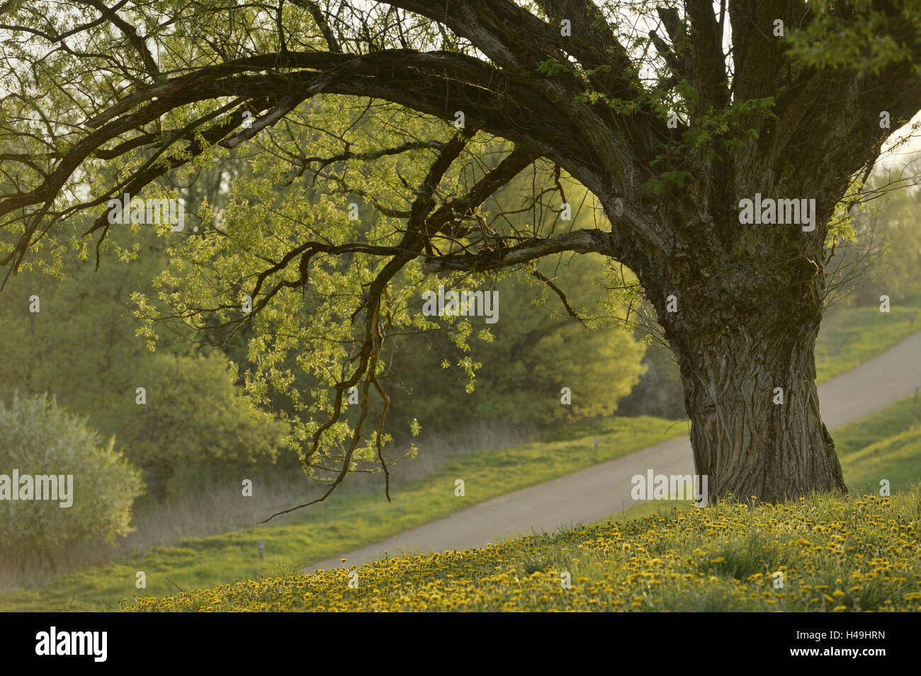 Pasture in the upper palatinate hi-res stock photography and images - Alamy