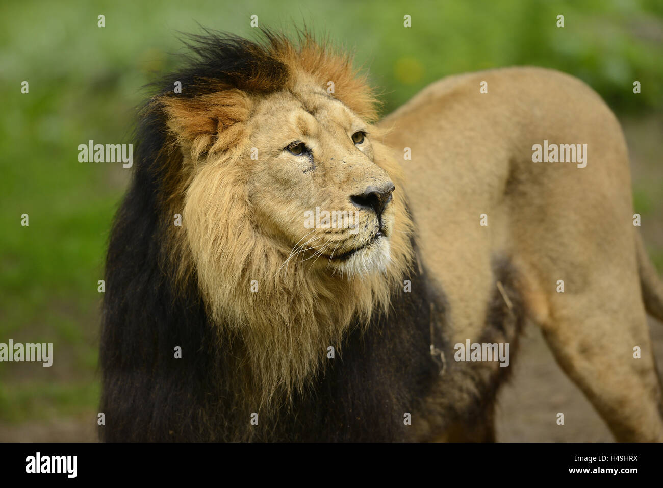 Male lion behavior hi-res stock photography and images - Alamy