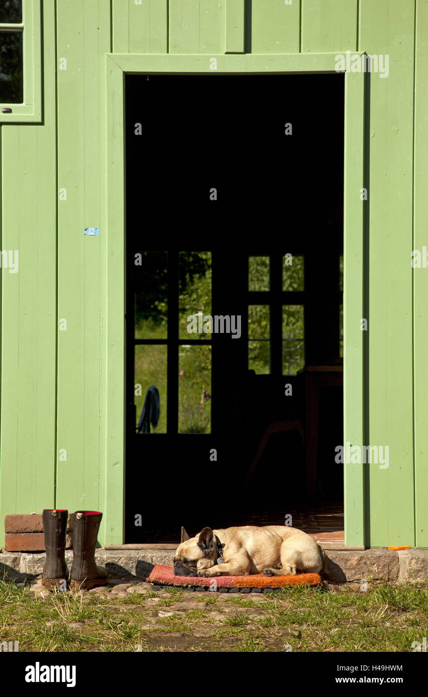 Dog lying in front of front door Stock Photo - Alamy