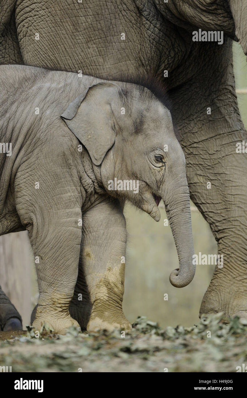 Asian elephant mother hi-res stock photography and images - Alamy