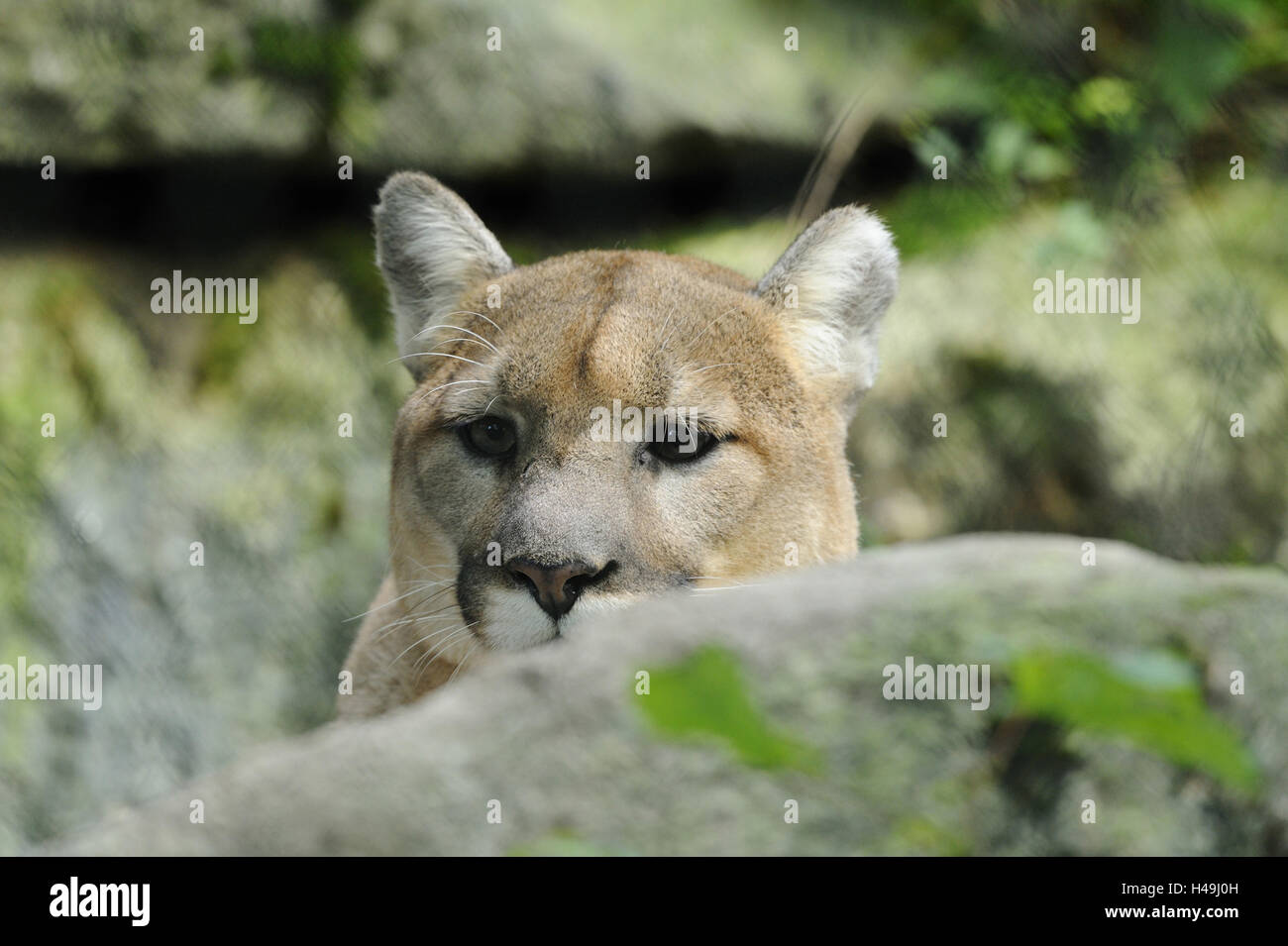 Puma, portrait, head-on Stock Photo - Alamy