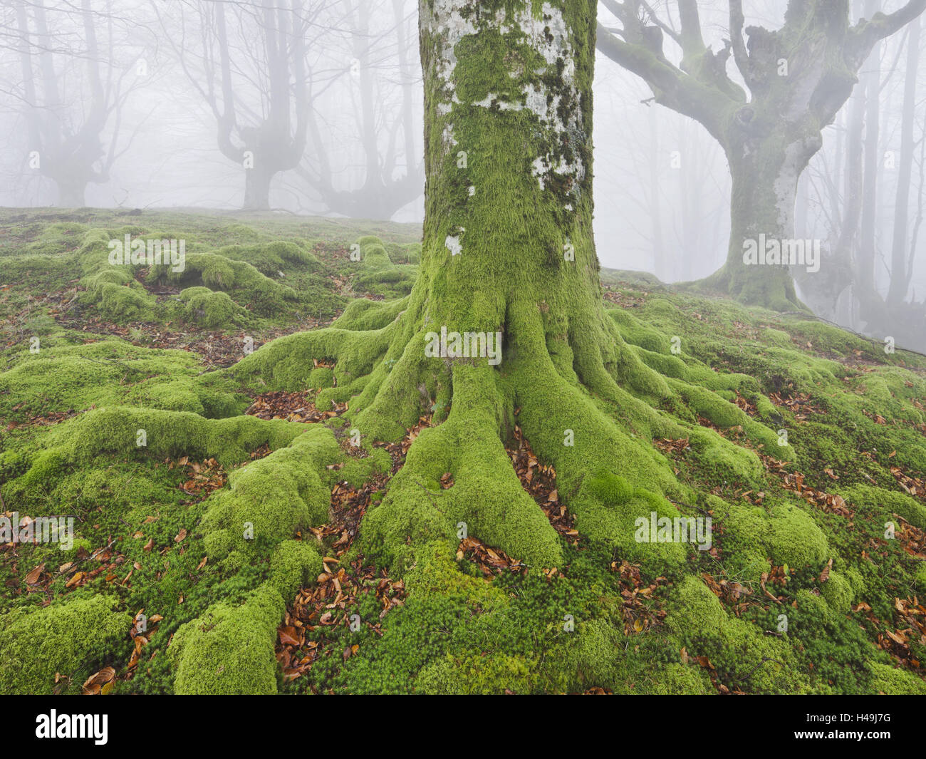 beech forest in the Gorbea nature reserve, fog, moss, the Basque ...
