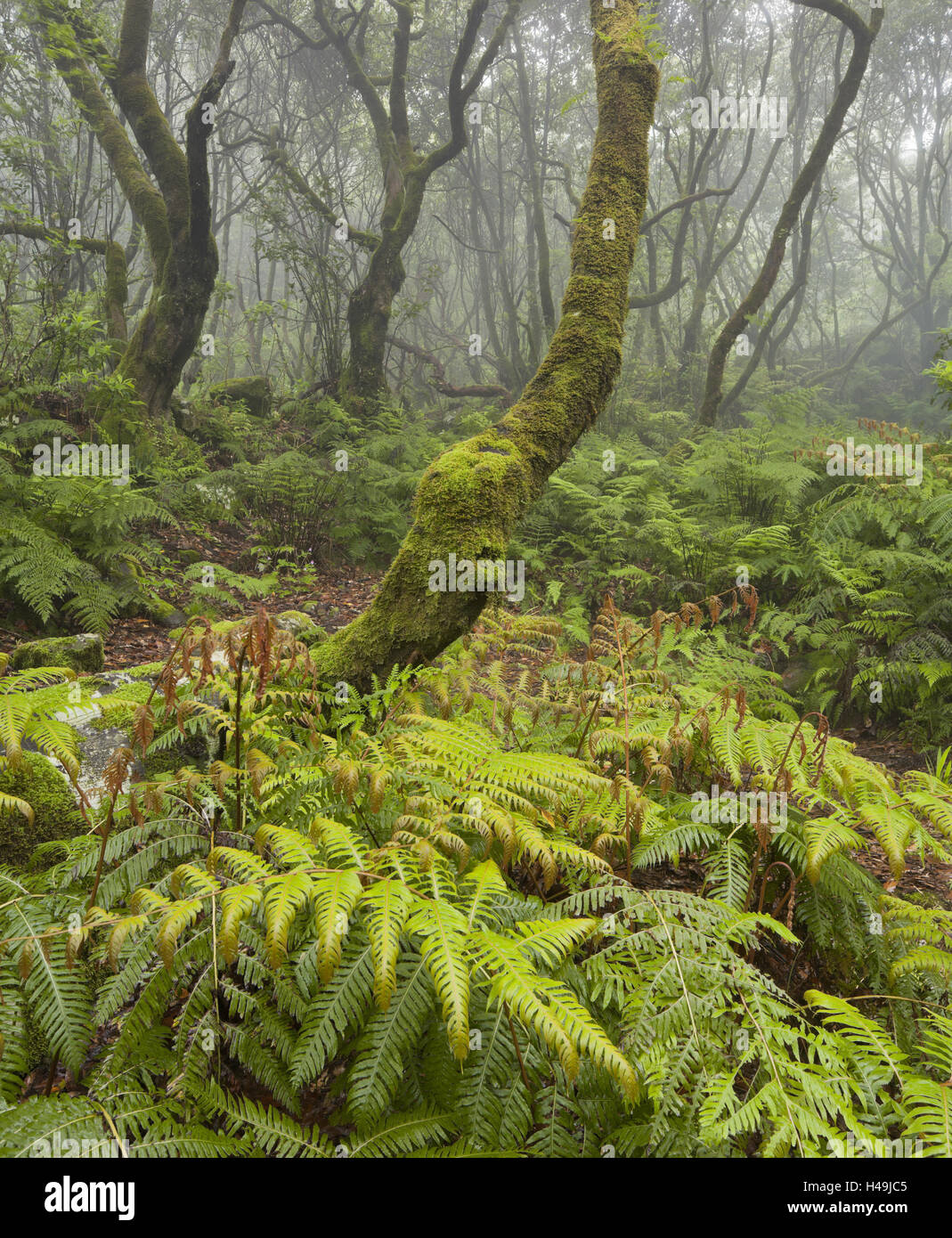 Wood, rain, fog, vegetation, Caldeirao Verde, Queimados, Madeira ...