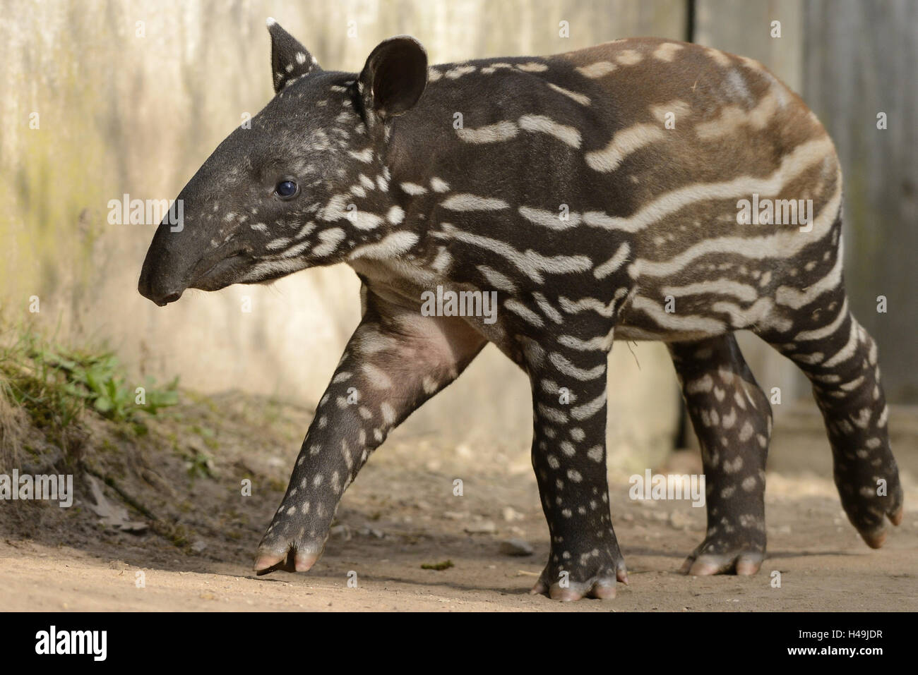 Malayan tapir, Tapirus indicus, young animal Stock Photo - Alamy