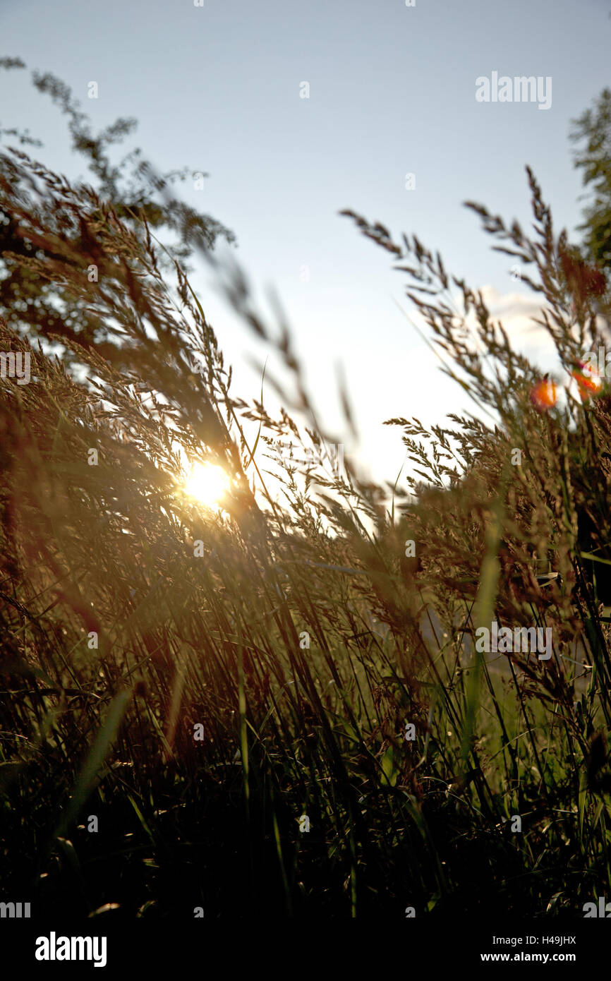 Meadow, grass, nature, sunny, backlight, field, close-up, worm's eye ...