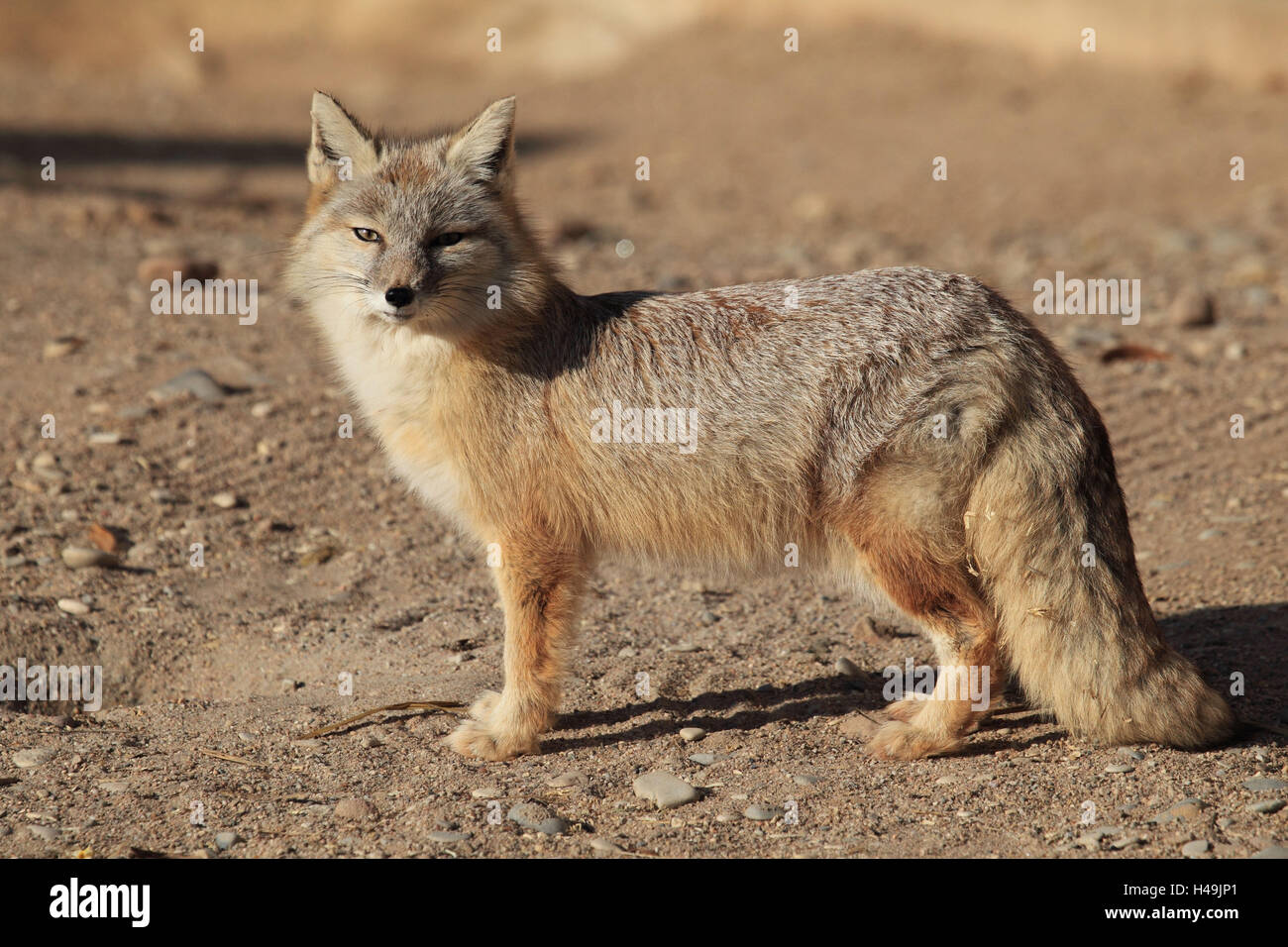 Steppe Fox High Resolution Stock Photography and Images - Alamy