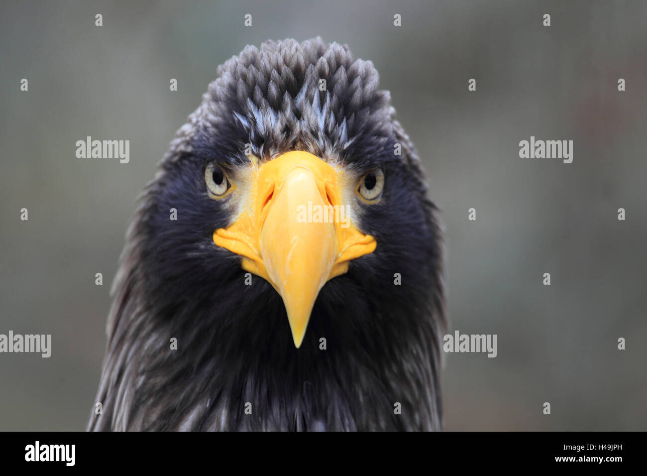Eagle head hi-res stock photography and images - Alamy