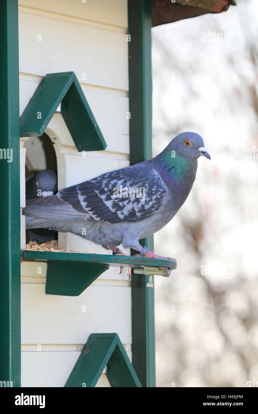 Pigeon, pigeon house, close-up Stock Photo - Alamy