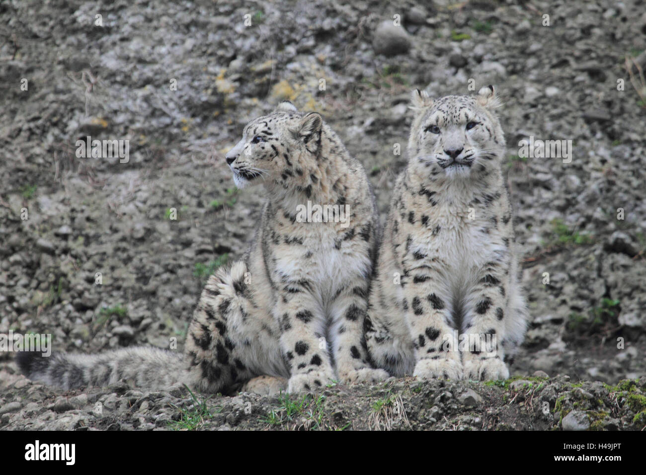Snow leopards, sit Stock Photo - Alamy
