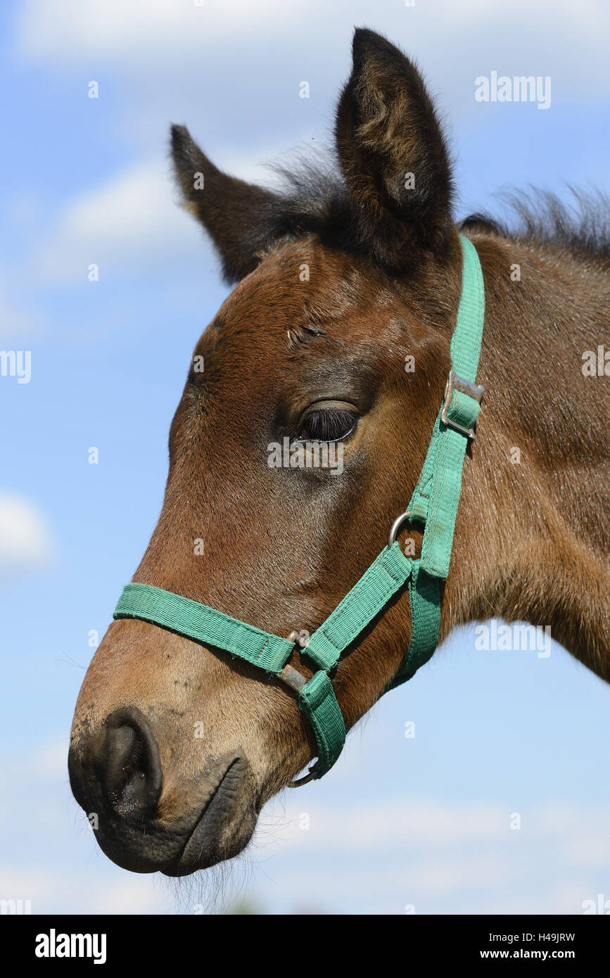 Horse, foal, portrait, side view Stock Photo - Alamy