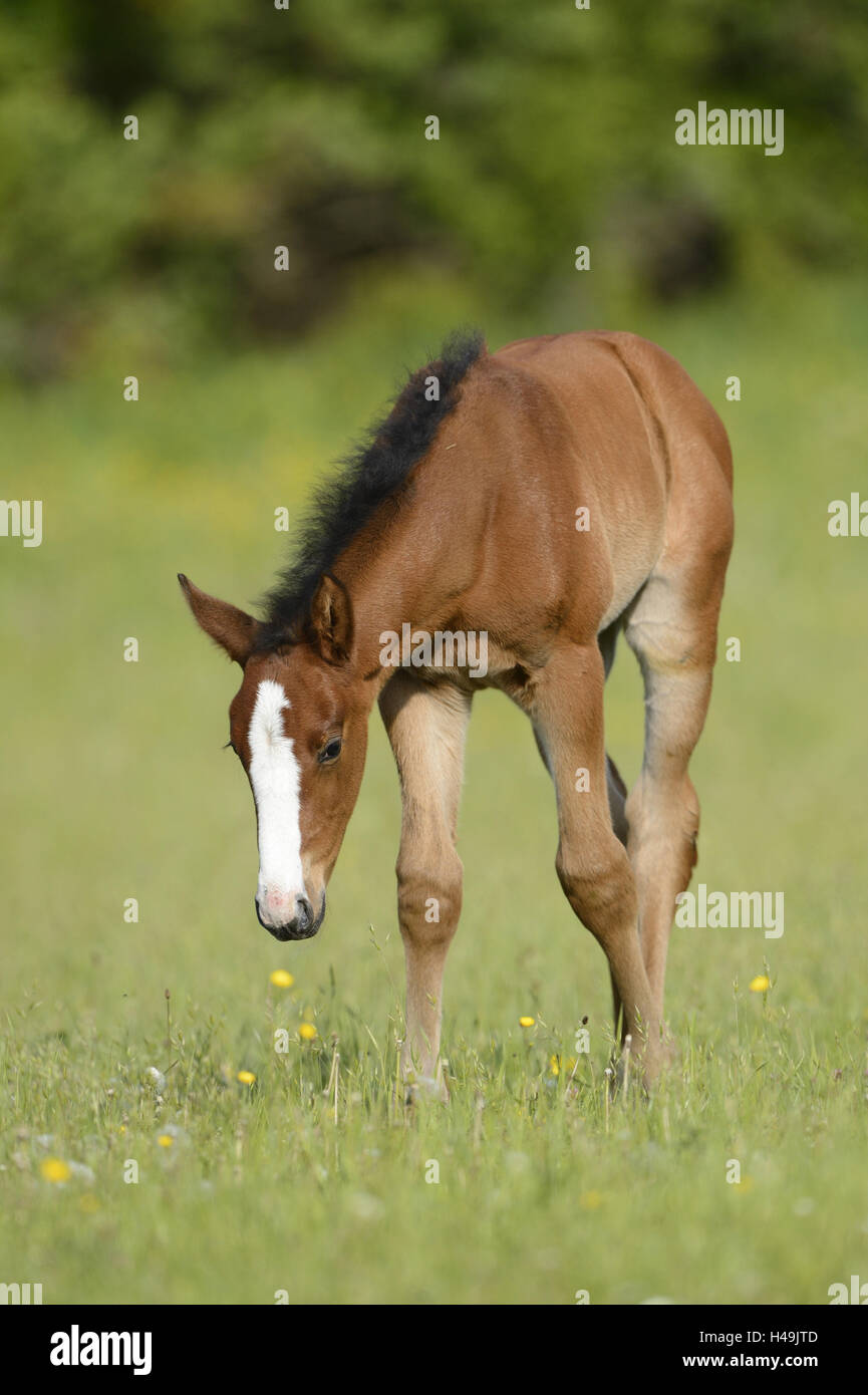 Horse, foal, meadow, front view, standing Stock Photo - Alamy