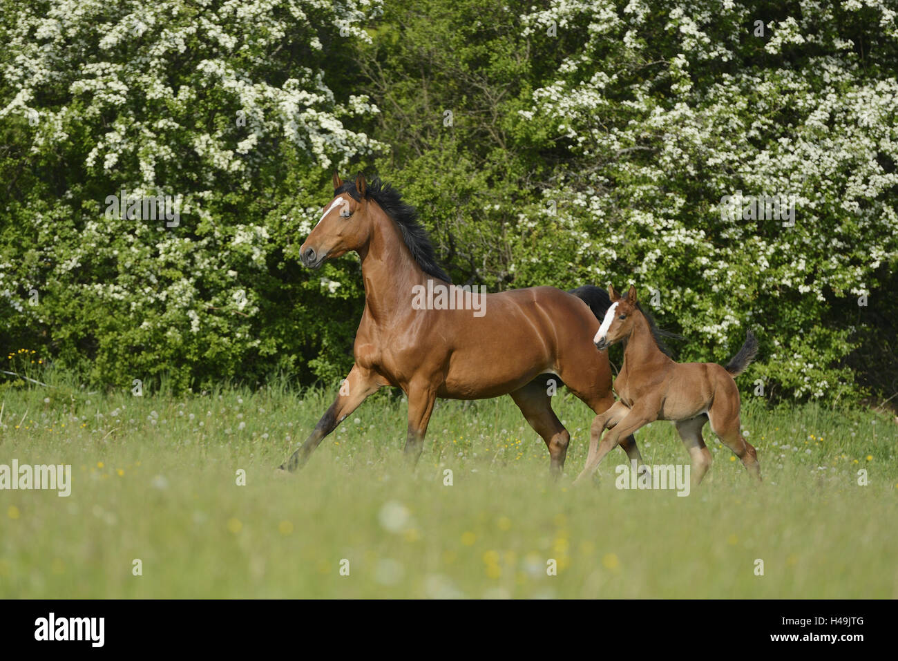 Horse, foal, meadow, side view, running, landscape Stock Photo - Alamy