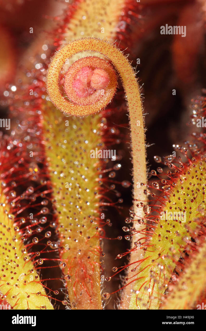 Cape sundew drosera capensis hi-res stock photography and images - Alamy