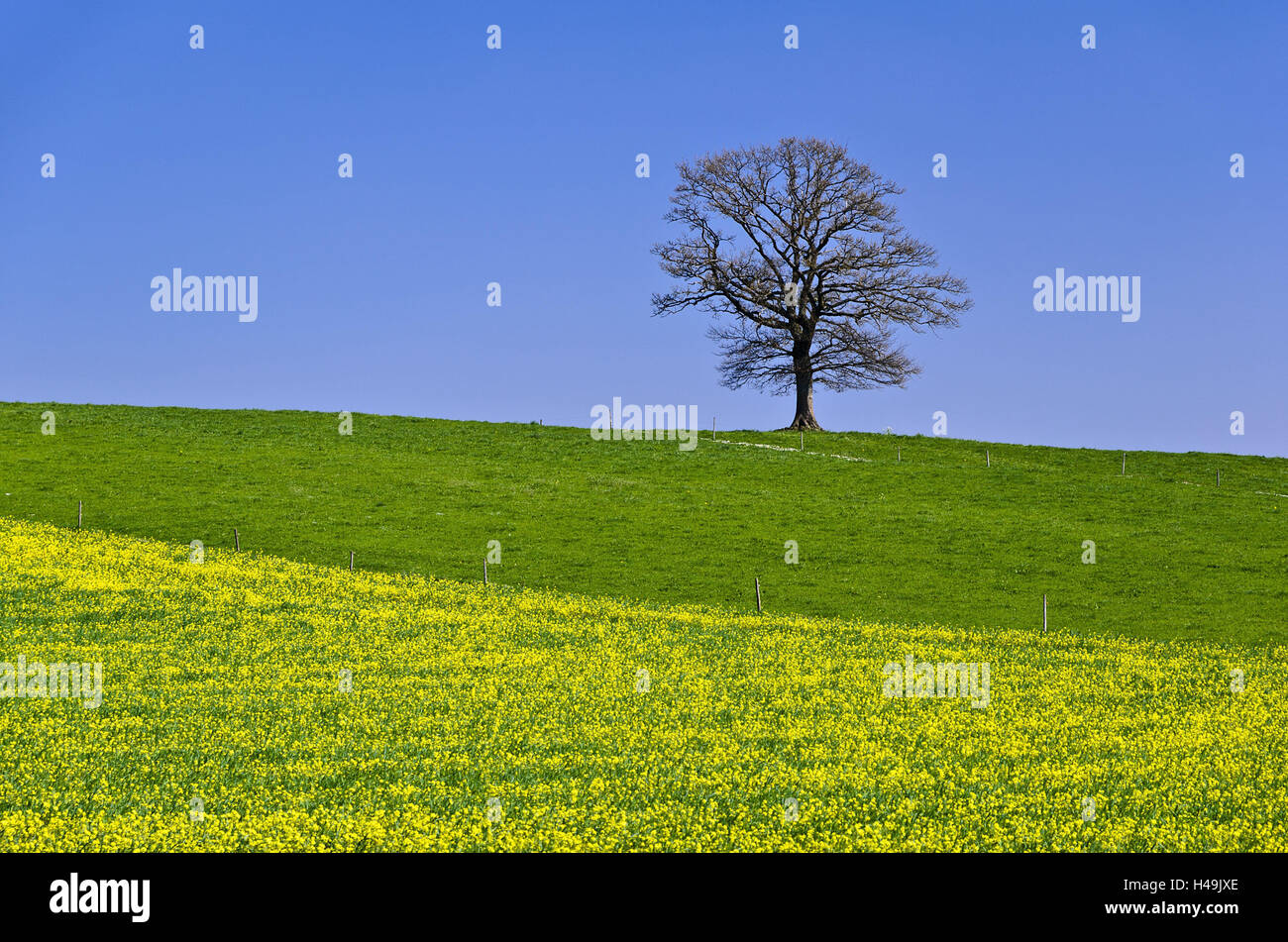 Germany, Bavaria, Upper Bavaria, Degerndorf (village), spring meadow ...