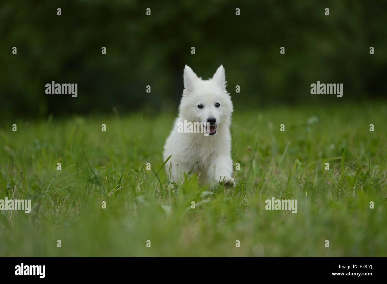 White alsatian hi-res stock photography and images - Alamy
