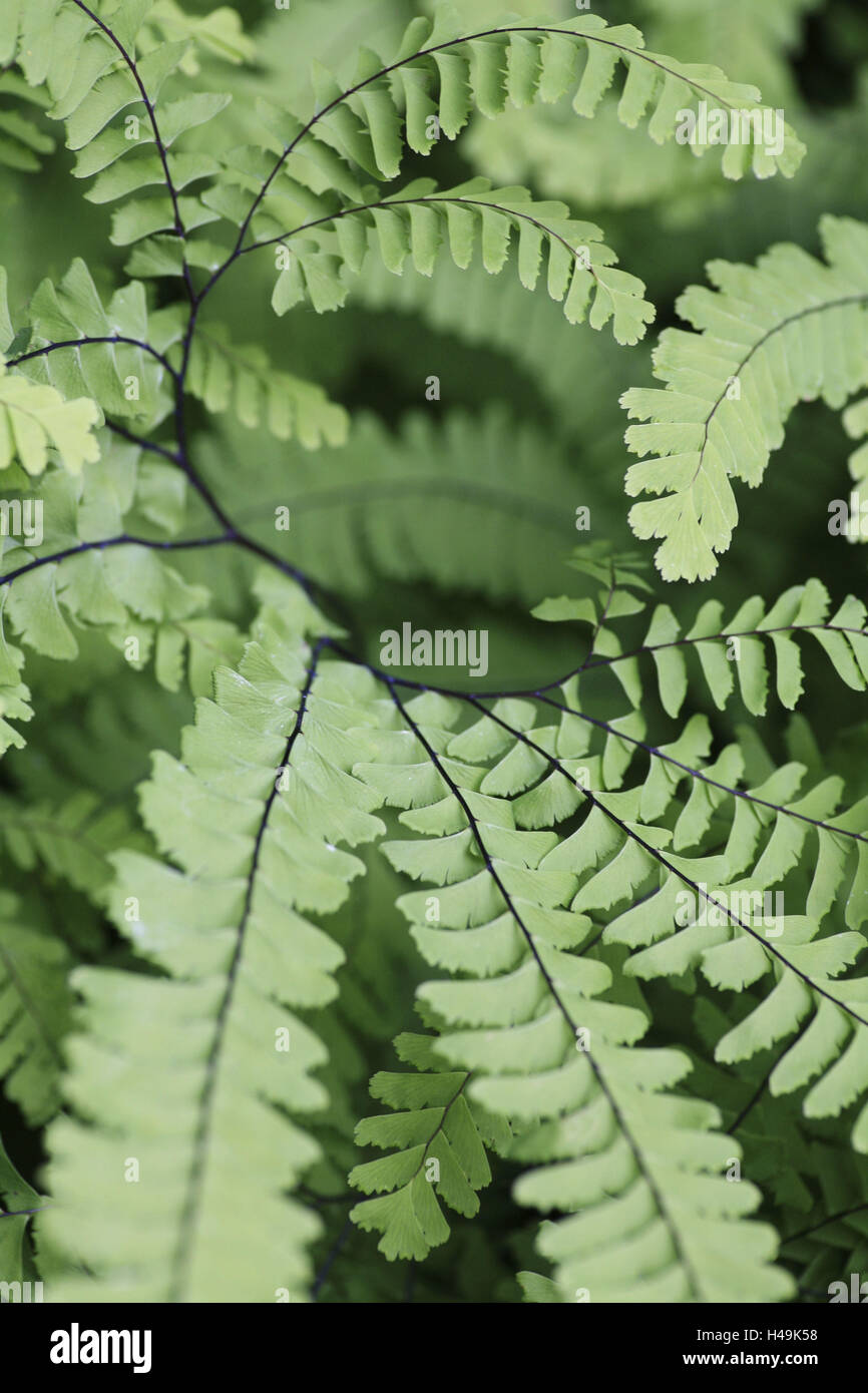 Rolled up fern hi-res stock photography and images - Alamy