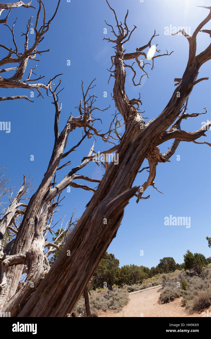 USA, Grand Canyon National Park, dead tree Stock Photo - Alamy
