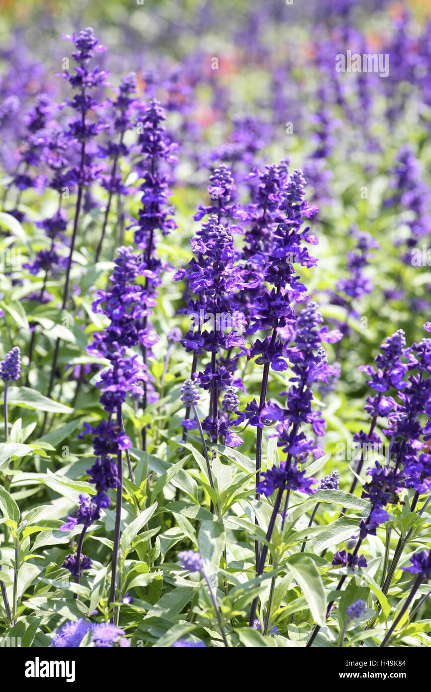 Sage, garden sage, woodland sage, Salvia nemorosa Stock Photo - Alamy