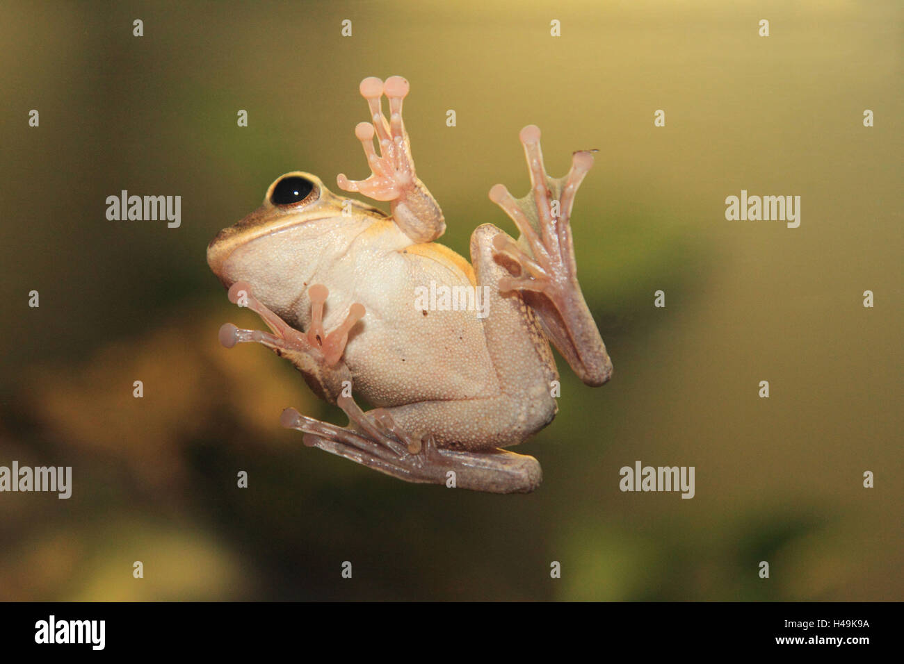 White beard oar frog Stock Photo - Alamy