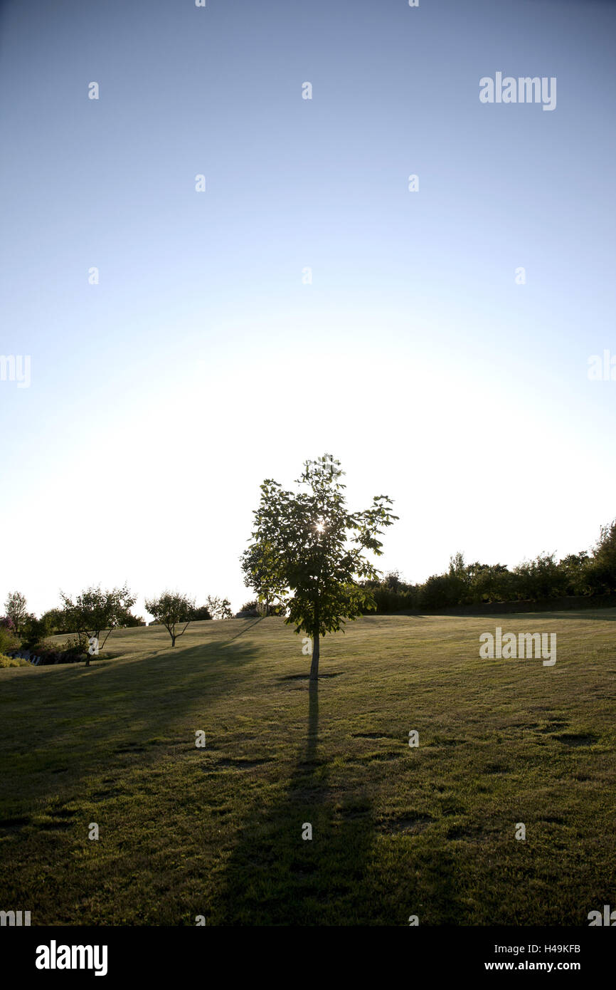 Meadow, tree, nature, evening Stock Photo - Alamy