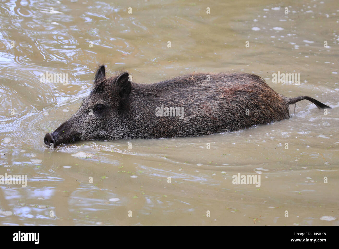 Wild boar in the water Stock Photo - Alamy