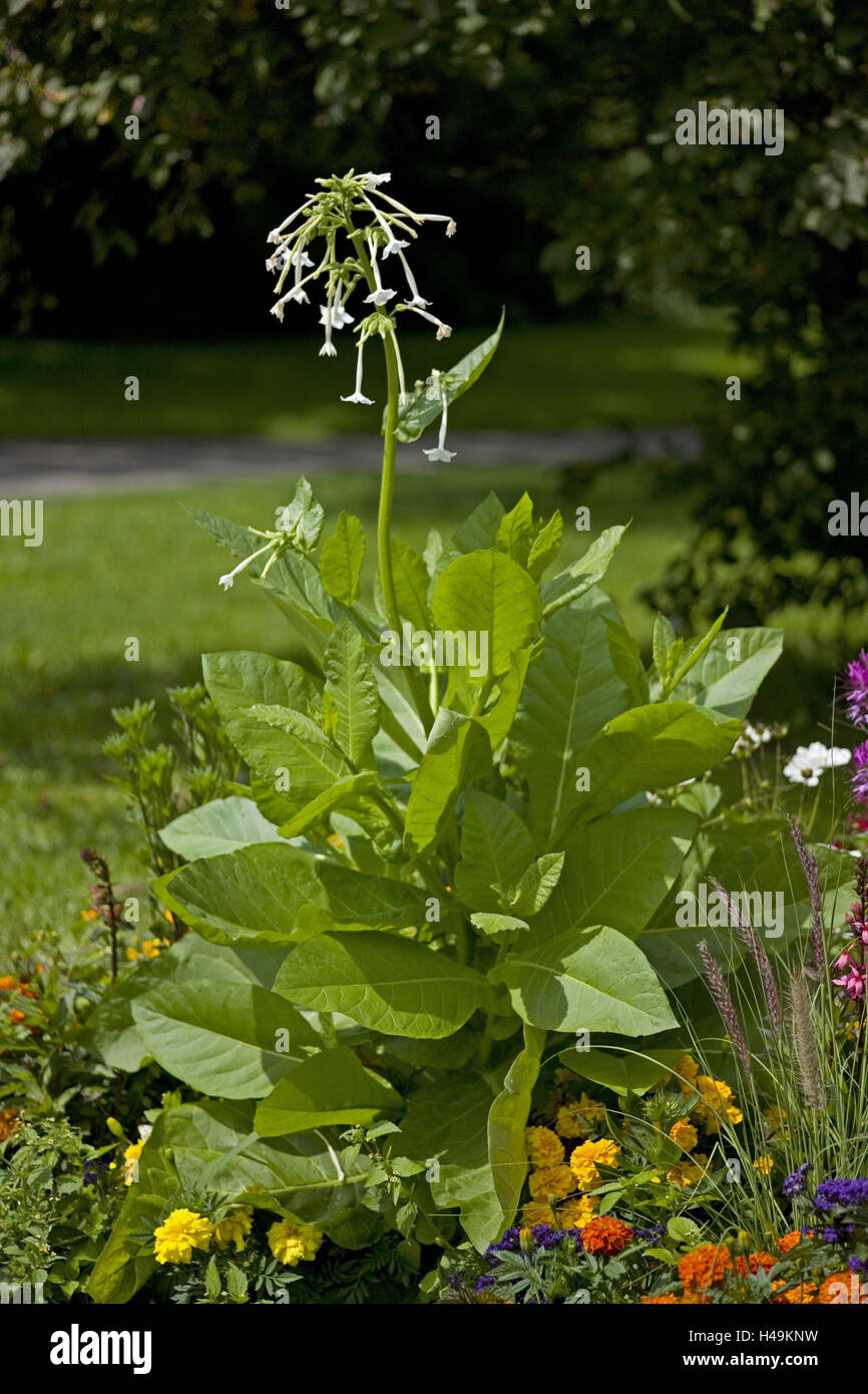 Tobacco plant hi-res stock photography and images - Alamy