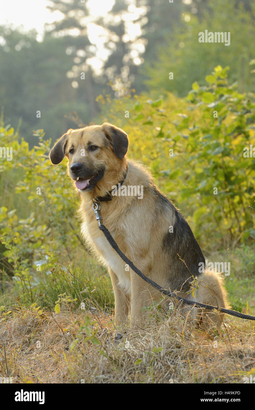Side view dog hi-res stock photography and images - Alamy