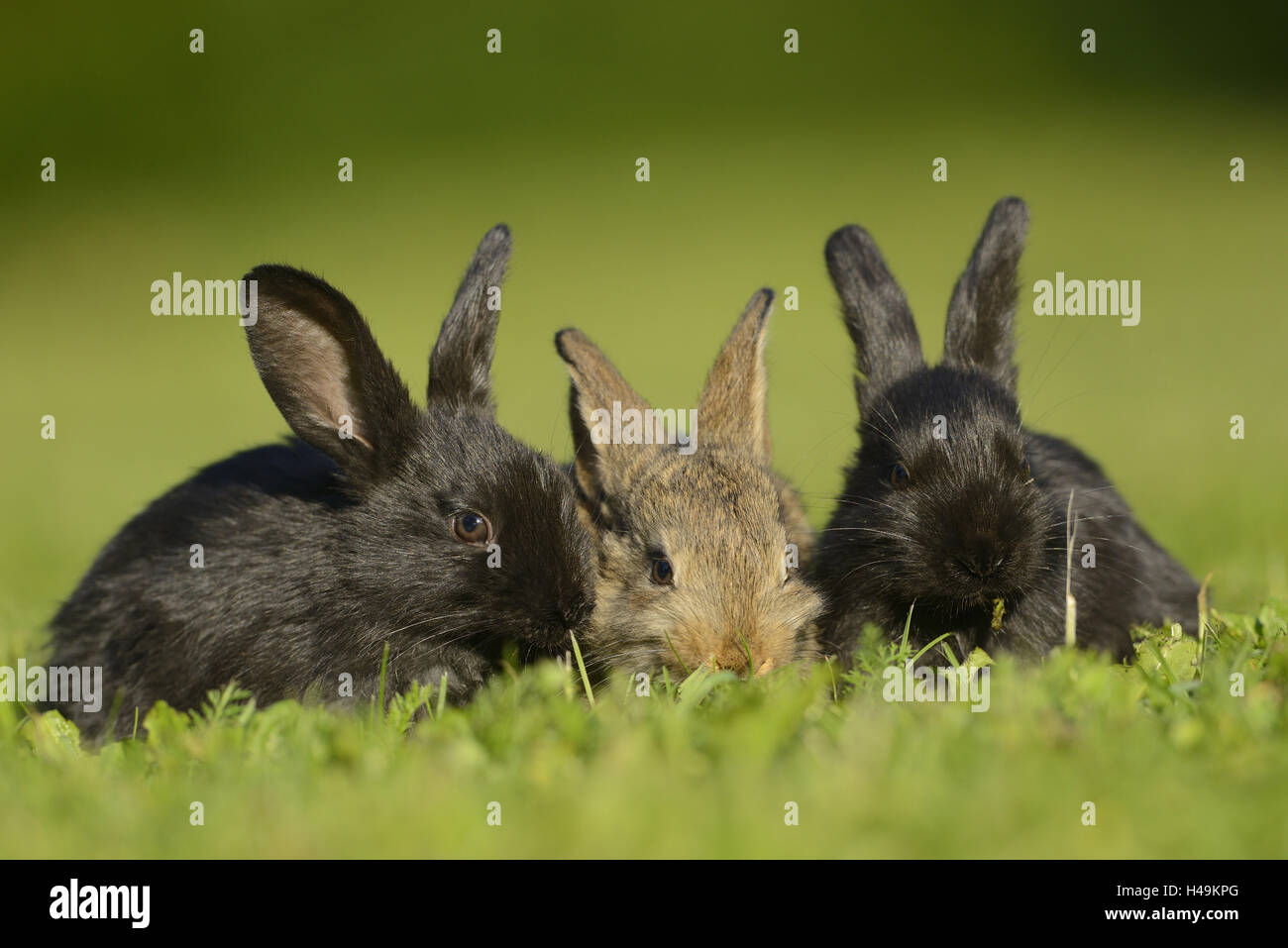 House rabbits, young animals, meadow, at the side, sit Stock Photo - Alamy