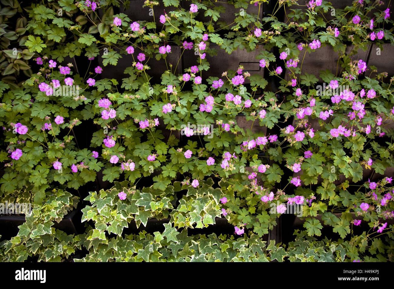 Monaco, flowers in a garden Stock Photo - Alamy
