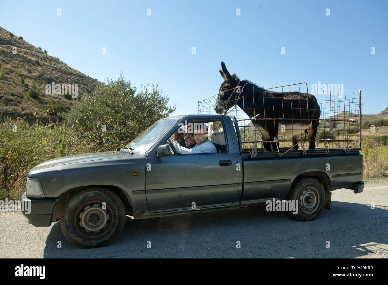 Greece, Crete, southwest, Plakias, men carry donkey on a pick-up Stock ...